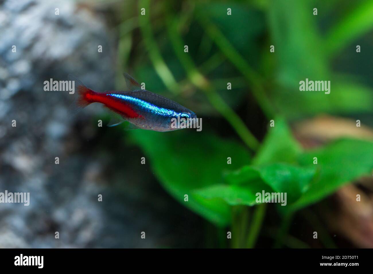 Neon tetra pesci immagini e fotografie stock ad alta risoluzione - Alamy