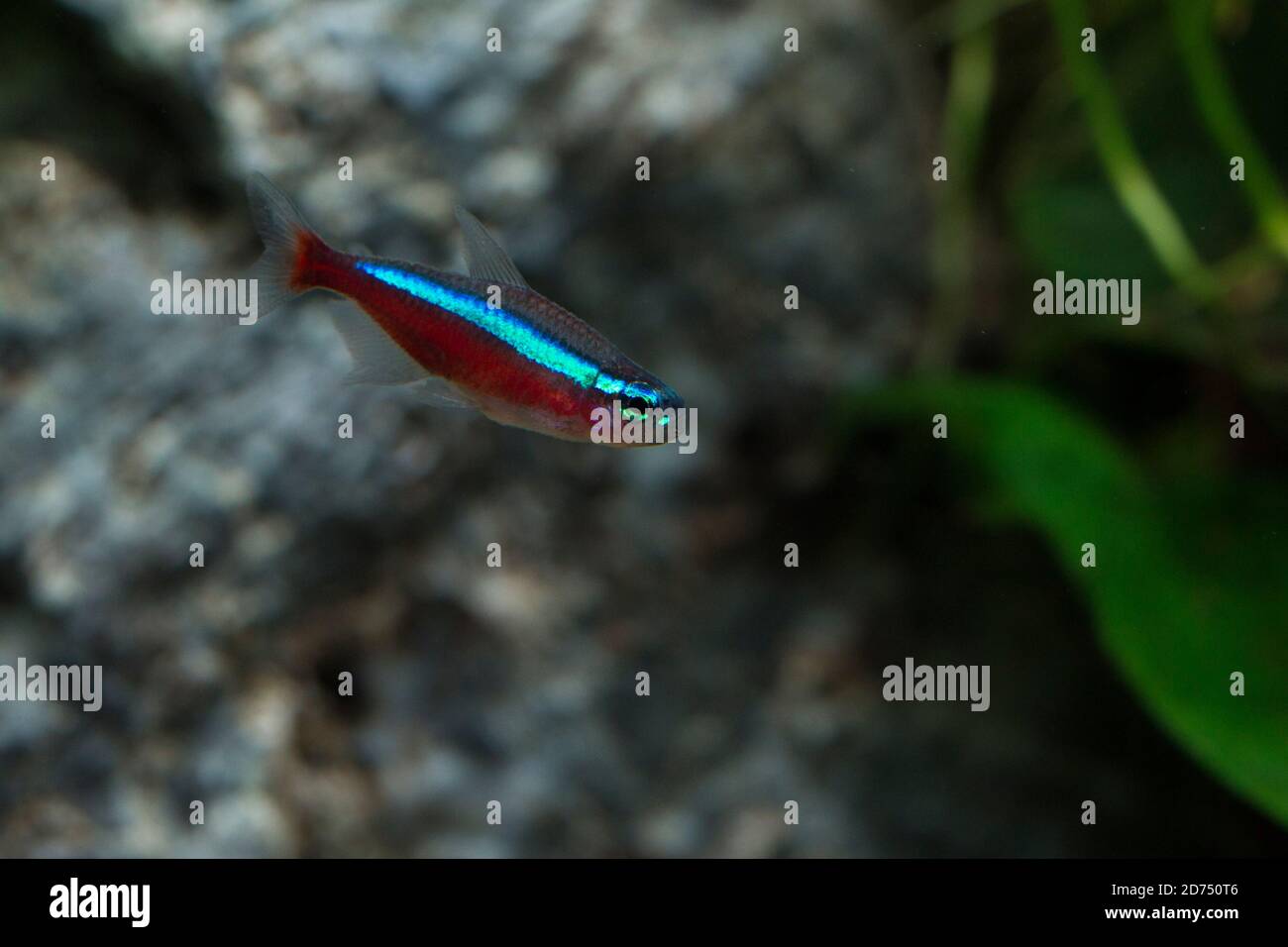 Neon cardinale immagini e fotografie stock ad alta risoluzione - Alamy