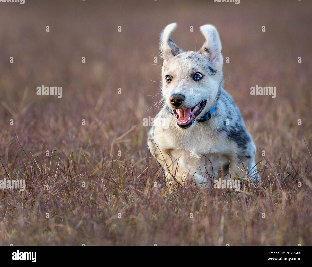 Border Collie Blue Merle Cane Immagini e Fotos Stock - Alamy