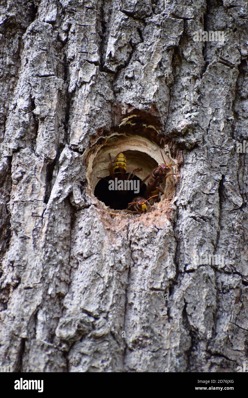 Nido di calabrone gigante asiatico immagini e fotografie stock ad alta ...