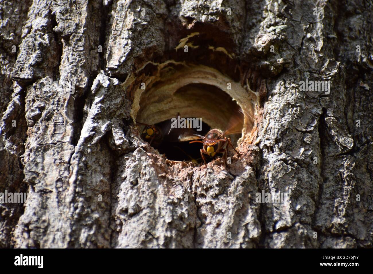Nido di calabrone gigante asiatico immagini e fotografie stock ad alta ...