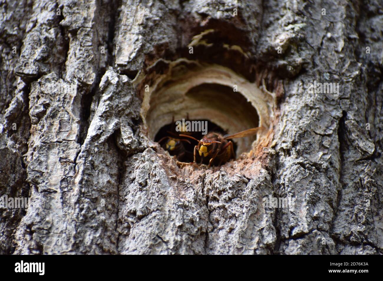 Nido di calabrone gigante asiatico immagini e fotografie stock ad alta ...