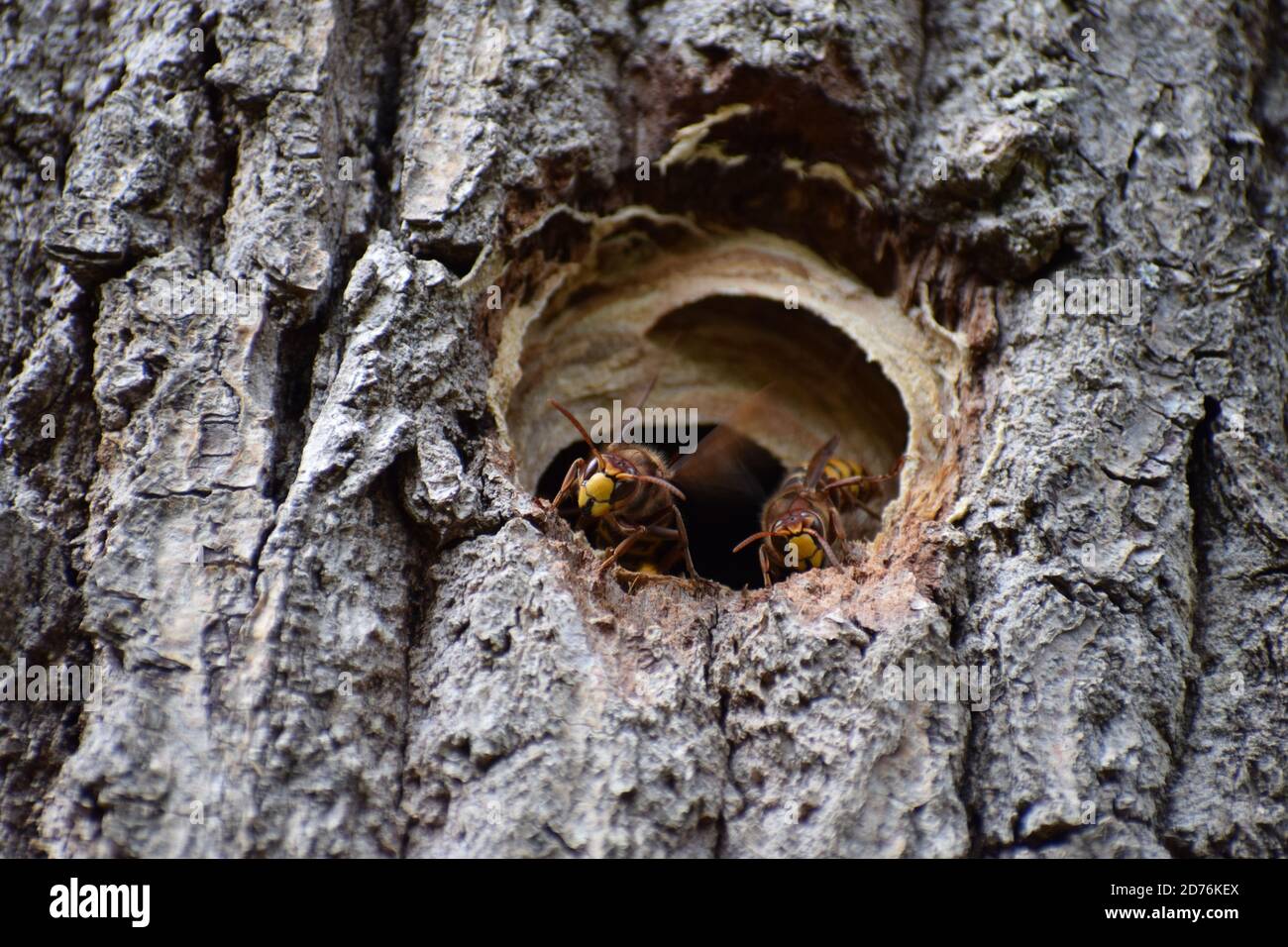 Nido di calabrone gigante asiatico immagini e fotografie stock ad alta ...