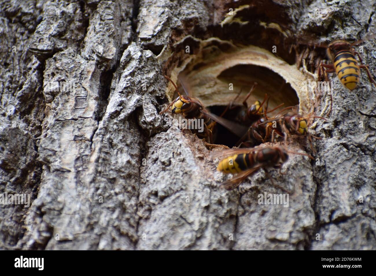 Nido di calabrone gigante asiatico immagini e fotografie stock ad alta ...