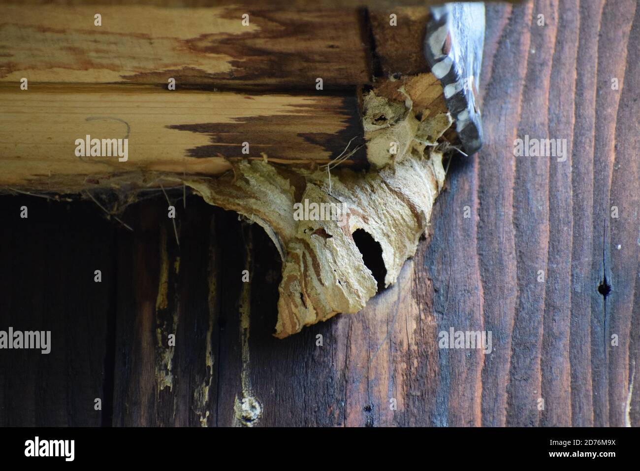 Nido di calabrone gigante asiatico immagini e fotografie stock ad alta ...