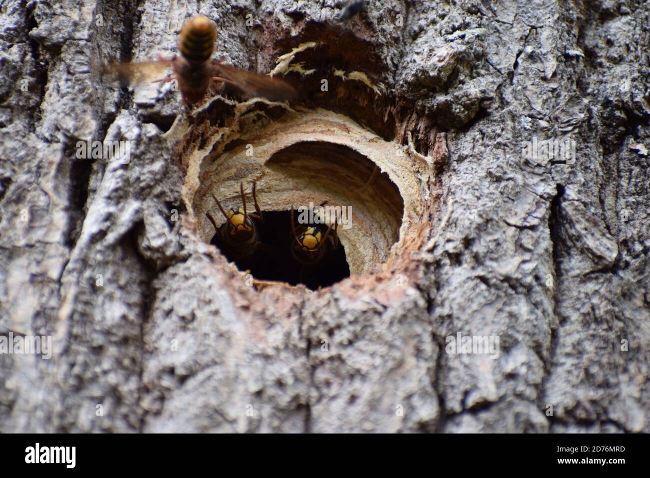 Nido di calabrone gigante asiatico immagini e fotografie stock ad alta ...
