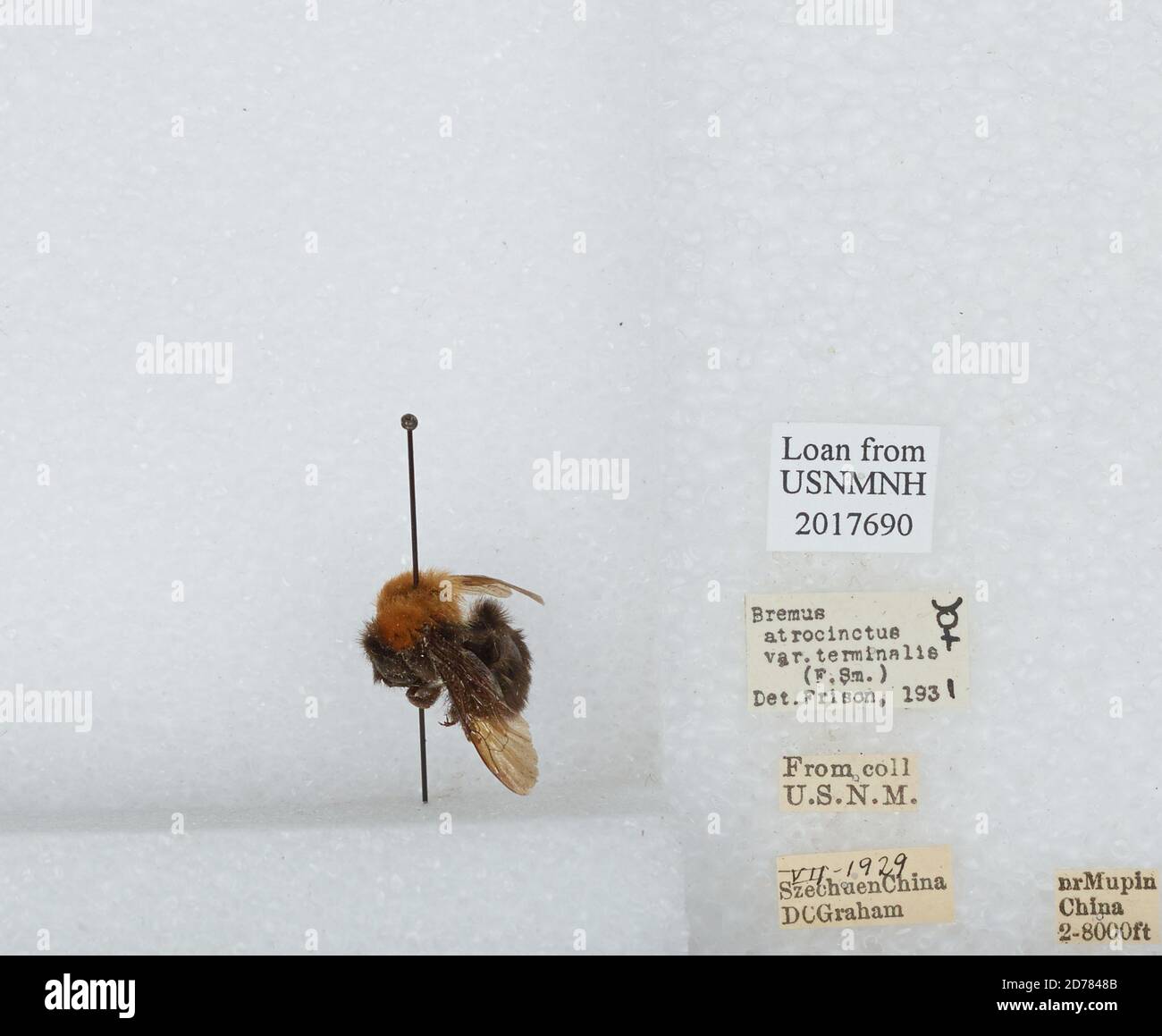 Precedentemente noto come mupin immagini e fotografie stock ad alta ...