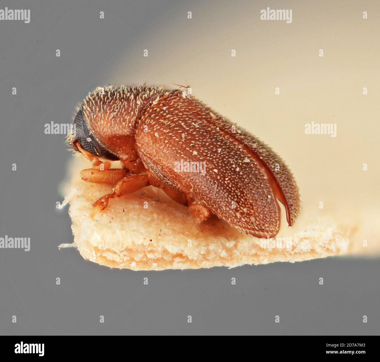 Polygraphus anogeissi legno immagini e fotografie stock ad alta ...