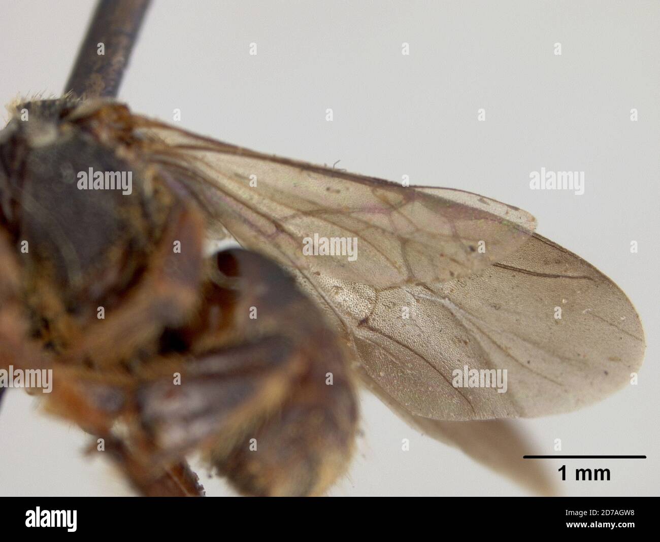 Testaccicornis tristella cockerell immagini e fotografie stock ad alta ...