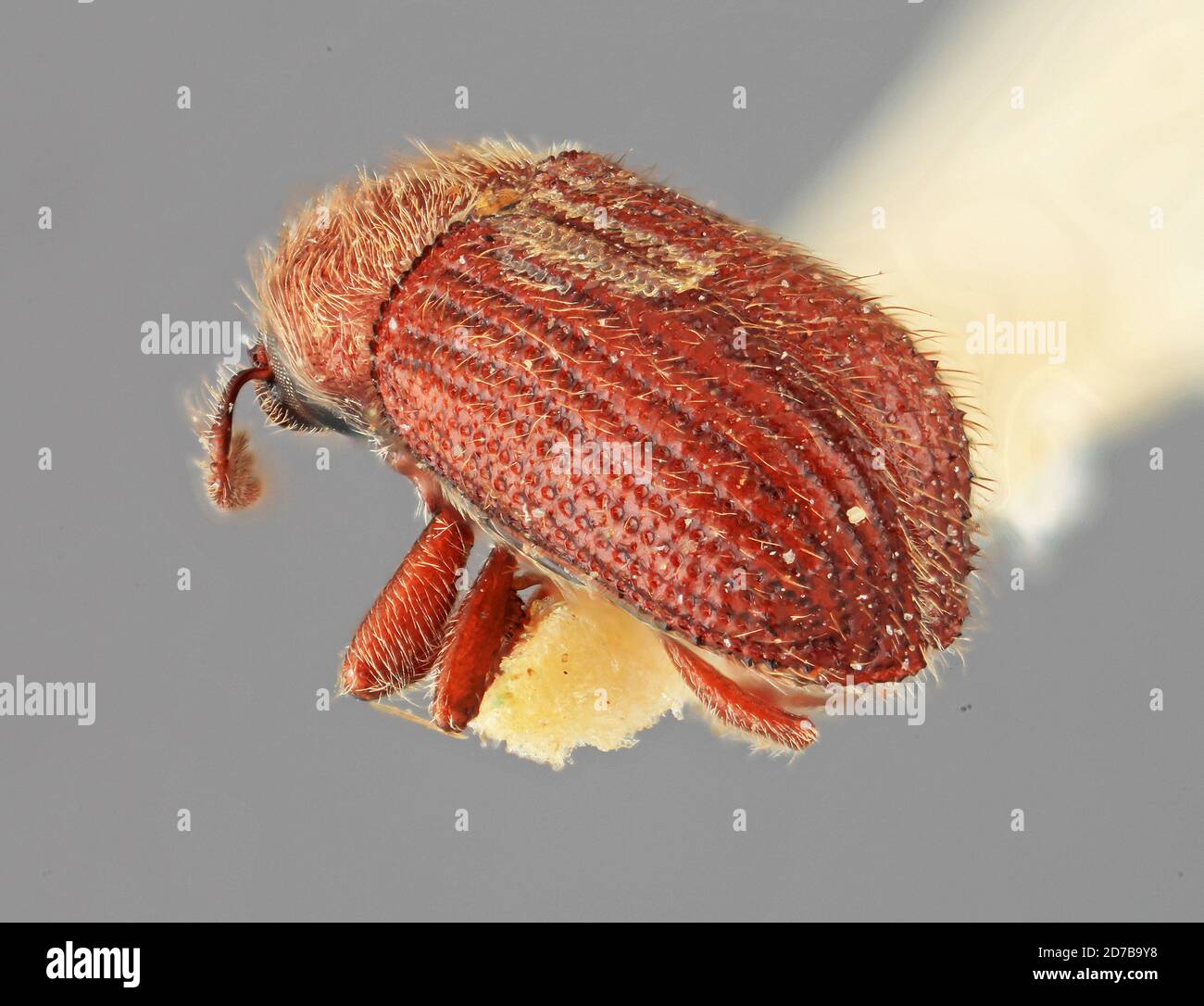 Phloeotribus pilifer legno immagini e fotografie stock ad alta ...