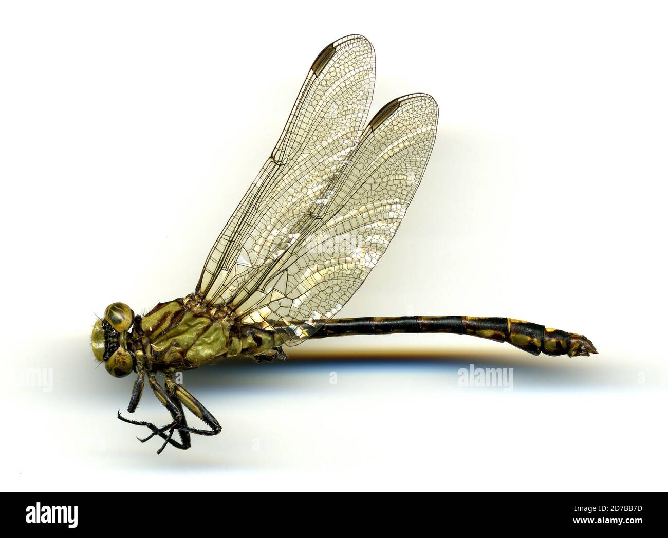 Ophiogomphus aspersus morse immagini e fotografie stock ad alta ...