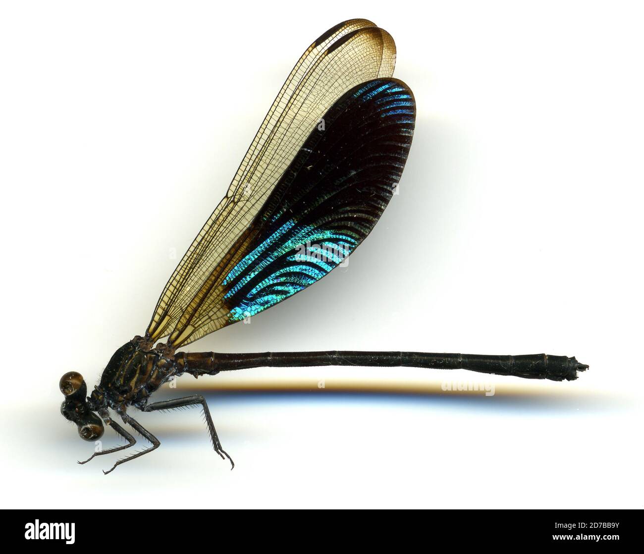 Euphaea amphicyana ris immagini e fotografie stock ad alta risoluzione ...