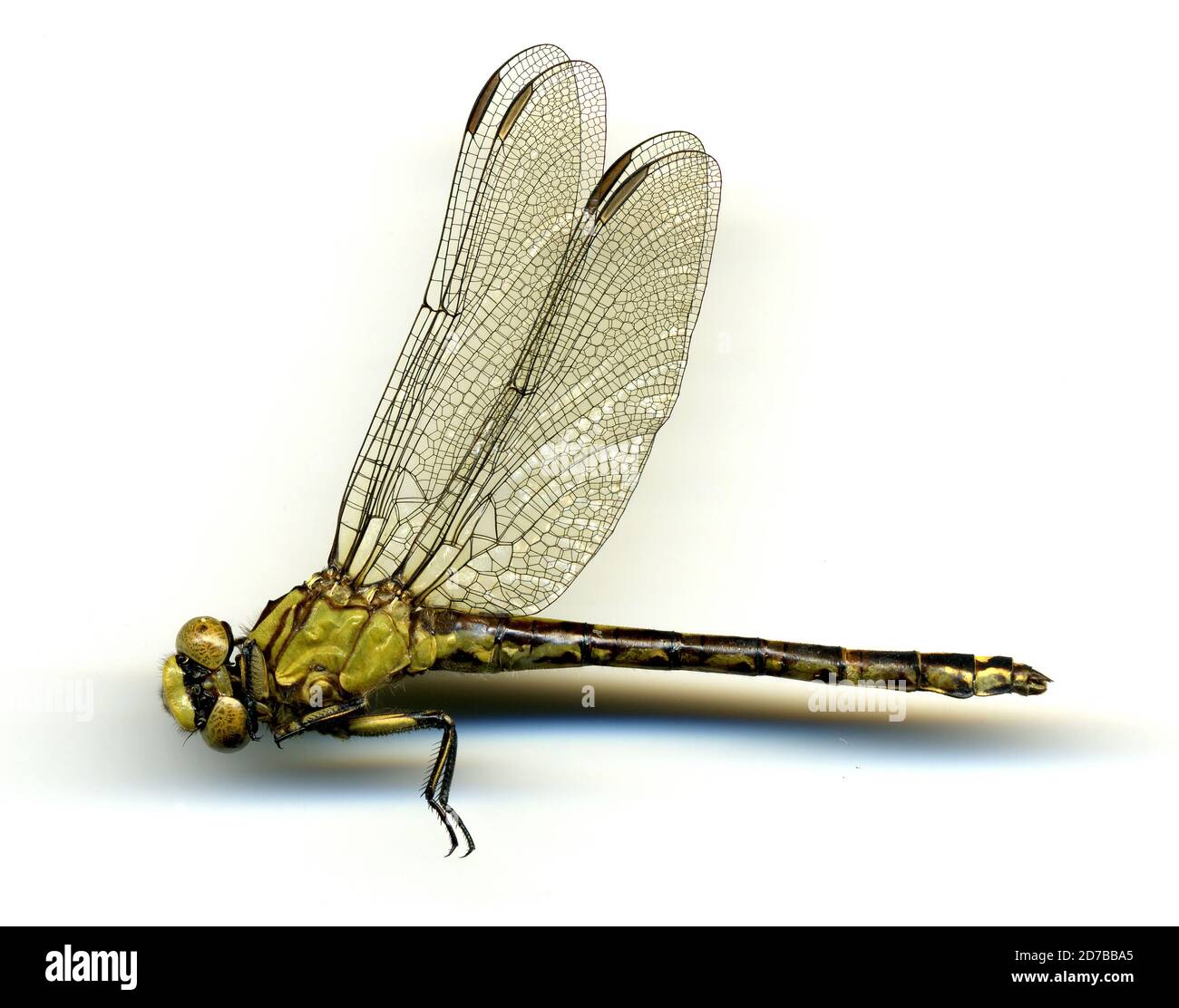 Ophiogomphus aspersus morse immagini e fotografie stock ad alta ...