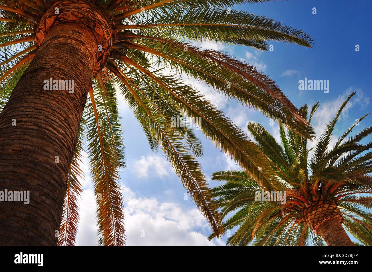 Palmera palm tree immagini e fotografie stock ad alta risoluzione - Alamy