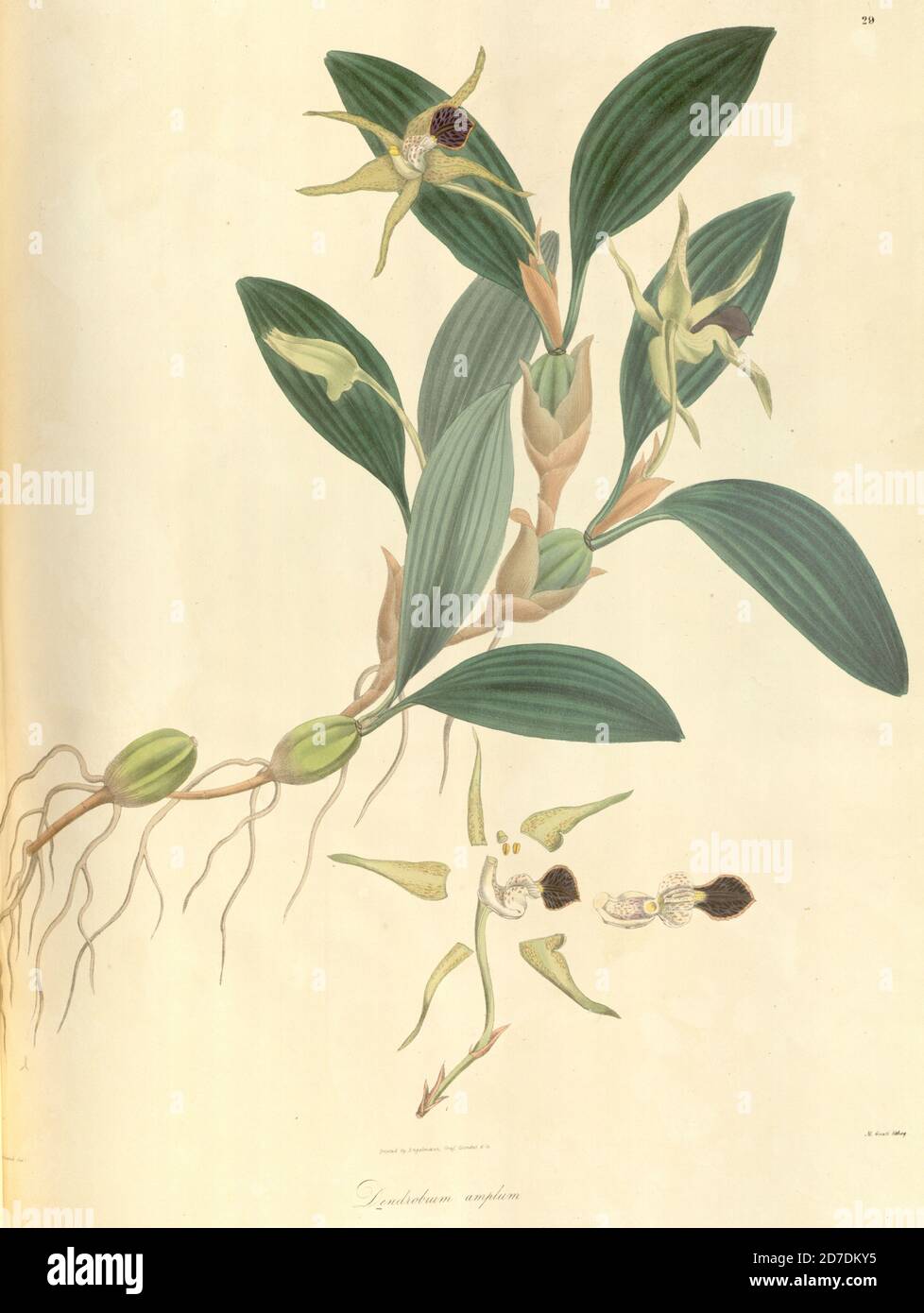 Nativi dell'himalaya orientale immagini e fotografie stock ad alta ...