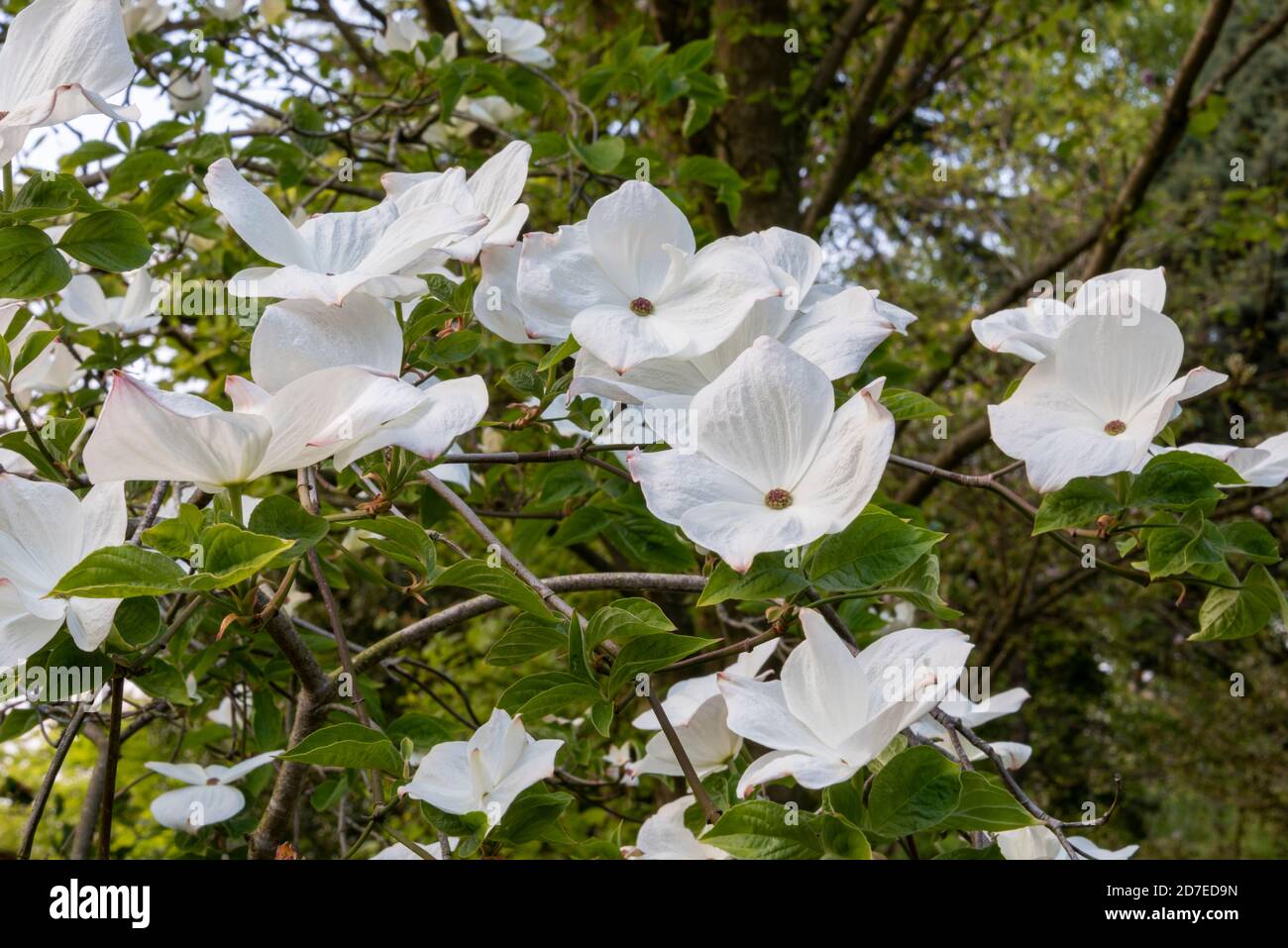 Rami frondosi immagini e fotografie stock ad alta risoluzione - Alamy