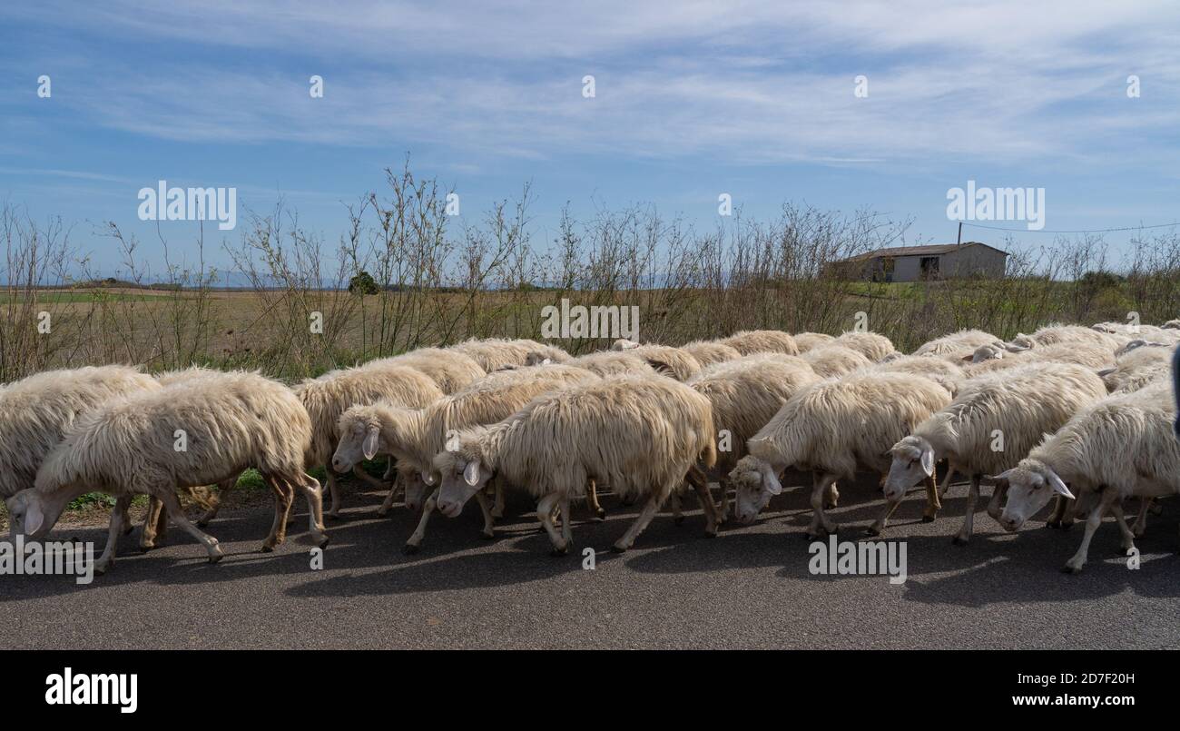 Pascolo sardo immagini e fotografie stock ad alta risoluzione - Alamy