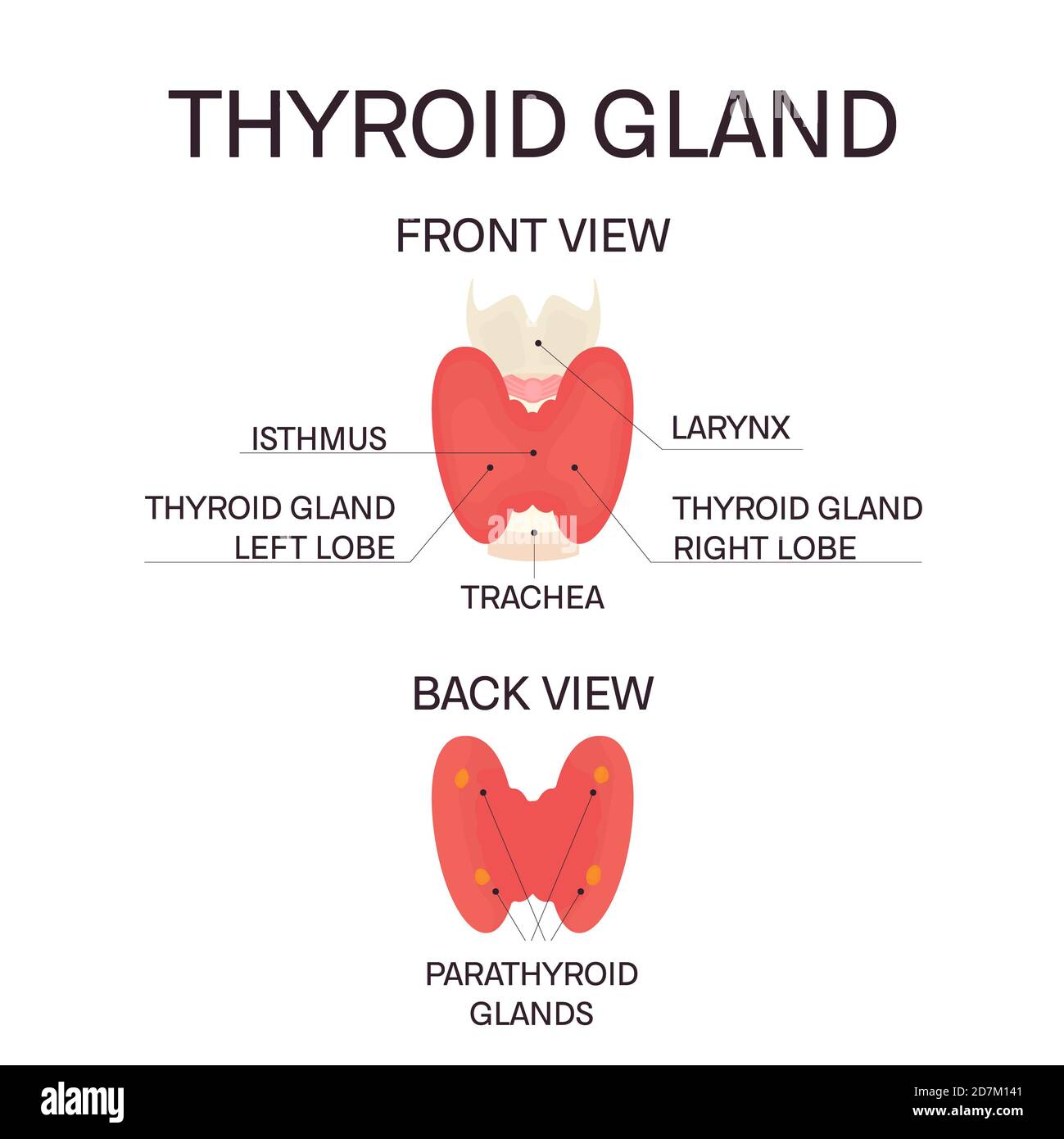 Ghiandola tiroidea e anatomia della cartilagine Immagini senza sfondo e ...