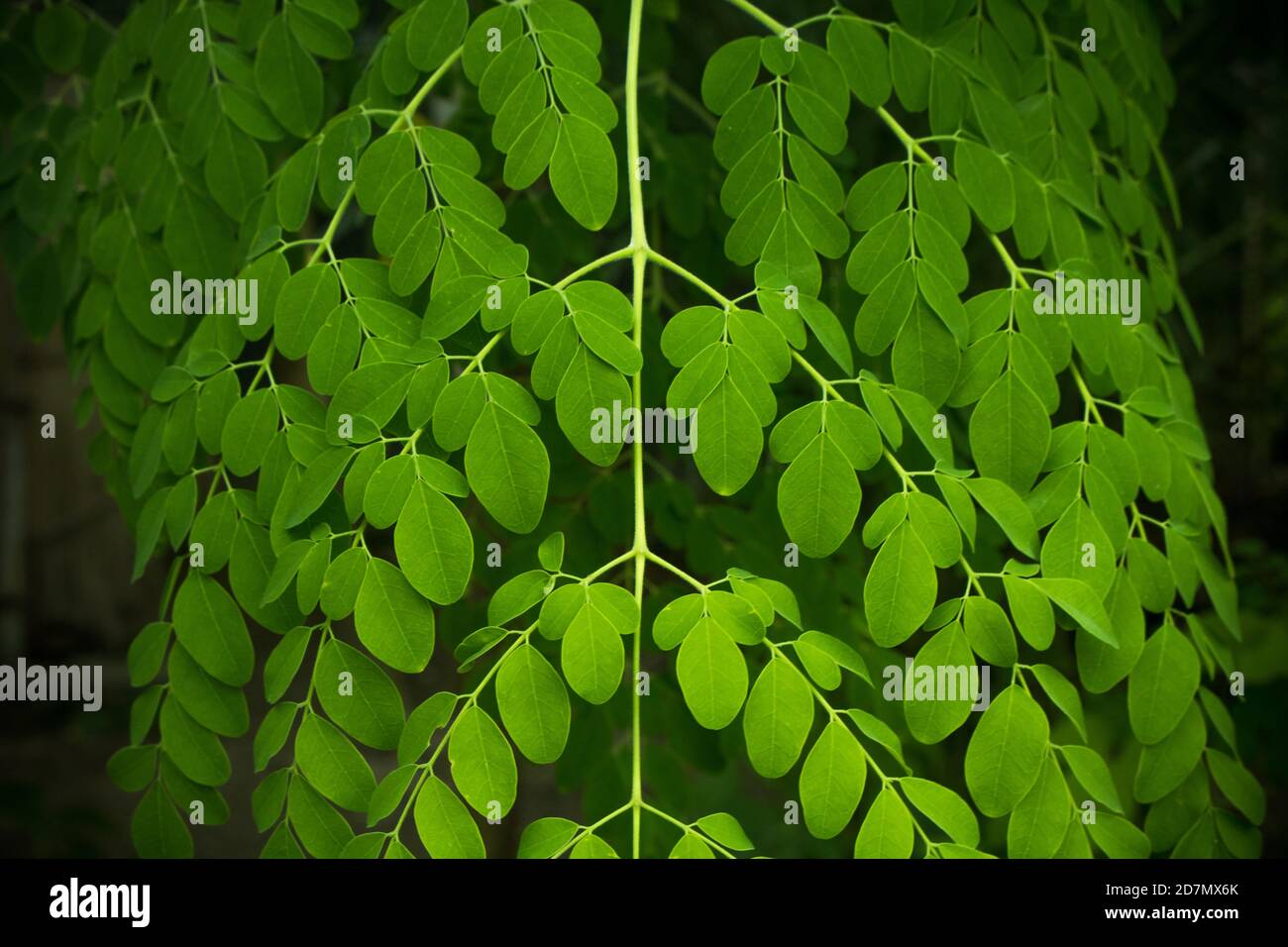 Albero Di Moringa Oleifera Immagini e Fotos Stock - Alamy