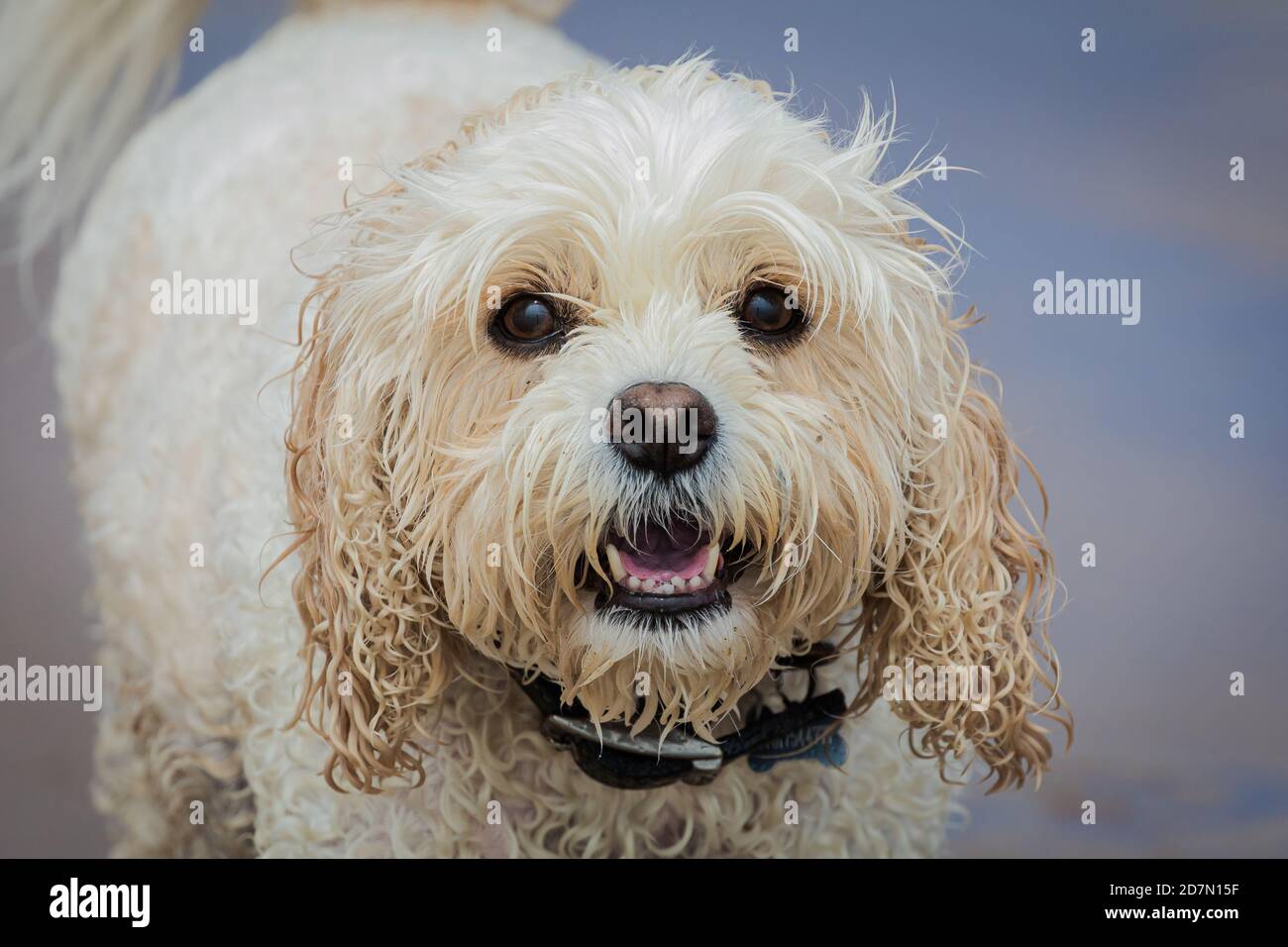 Cucciolo strabico immagini e fotografie stock ad alta risoluzione - Alamy