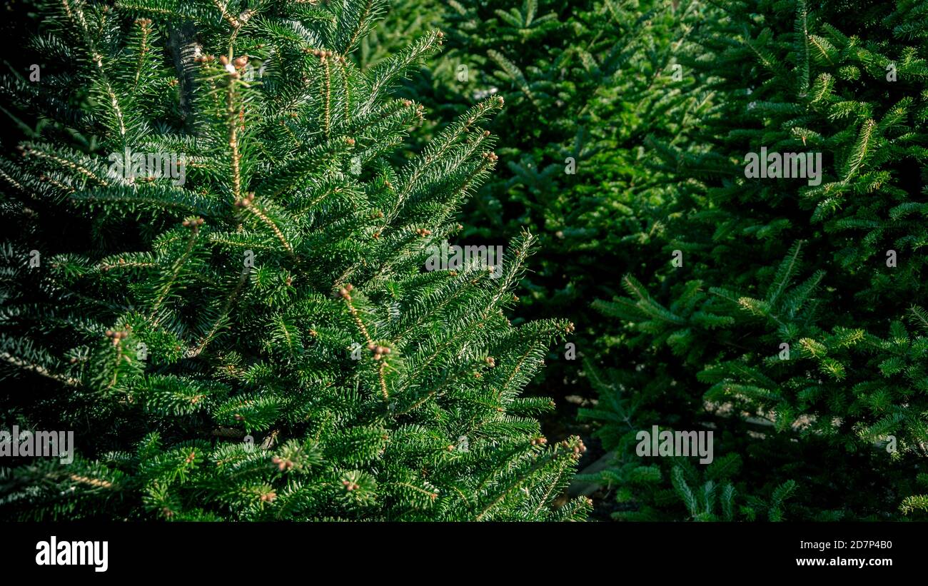 Tipi di albero immagini e fotografie stock ad alta risoluzione - Alamy