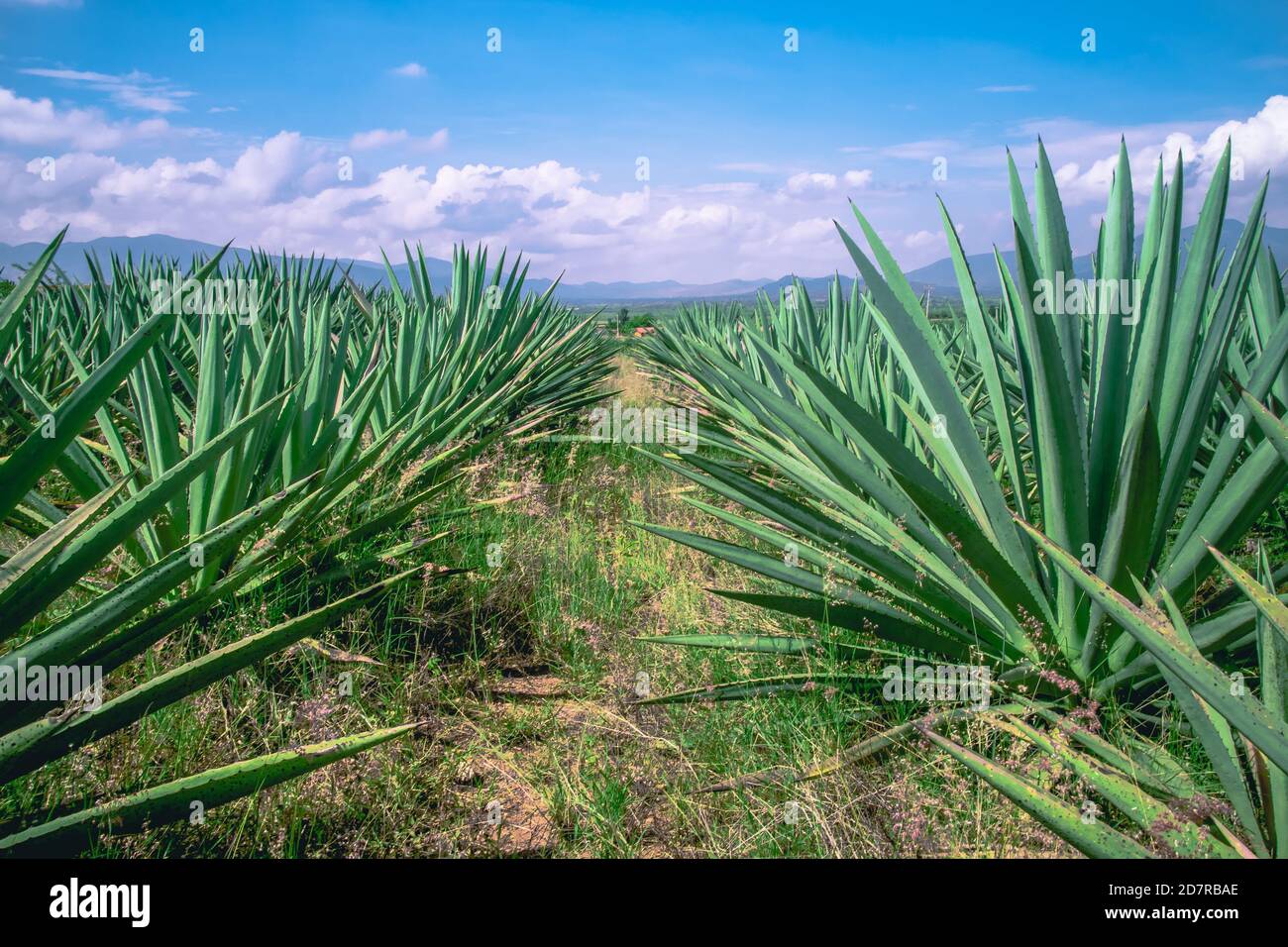 Mezcal espadin immagini e fotografie stock ad alta risoluzione - Alamy