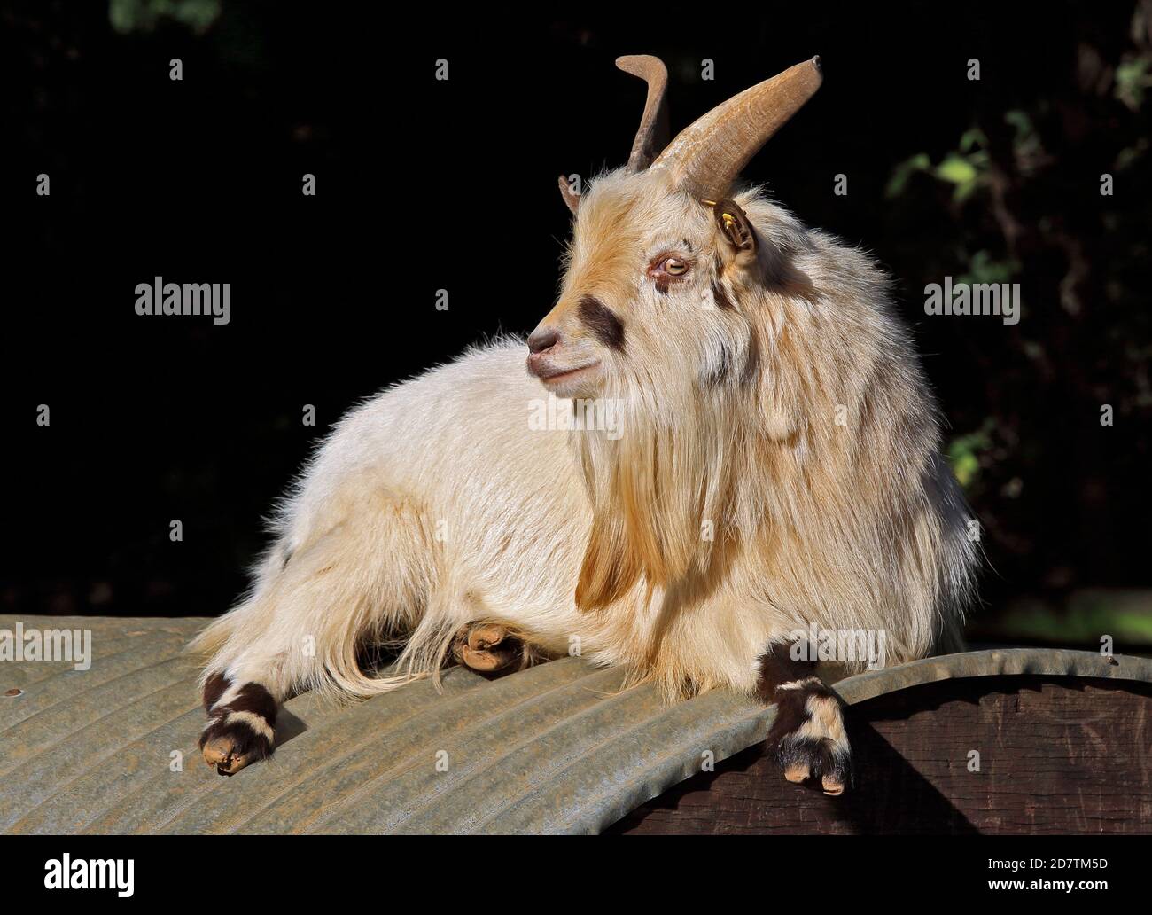 Capra pigmea africana immagini e fotografie stock ad alta risoluzione ...