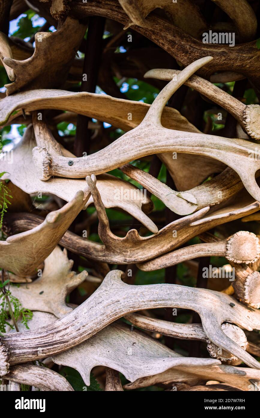 Cervo con palchi immagini e fotografie stock ad alta risoluzione - Alamy