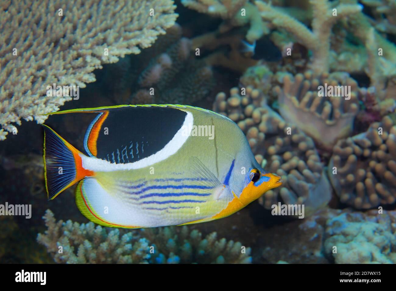 Pesce farfalla saddleback, Chaetodon eppium, raggiungere nove pollici ...