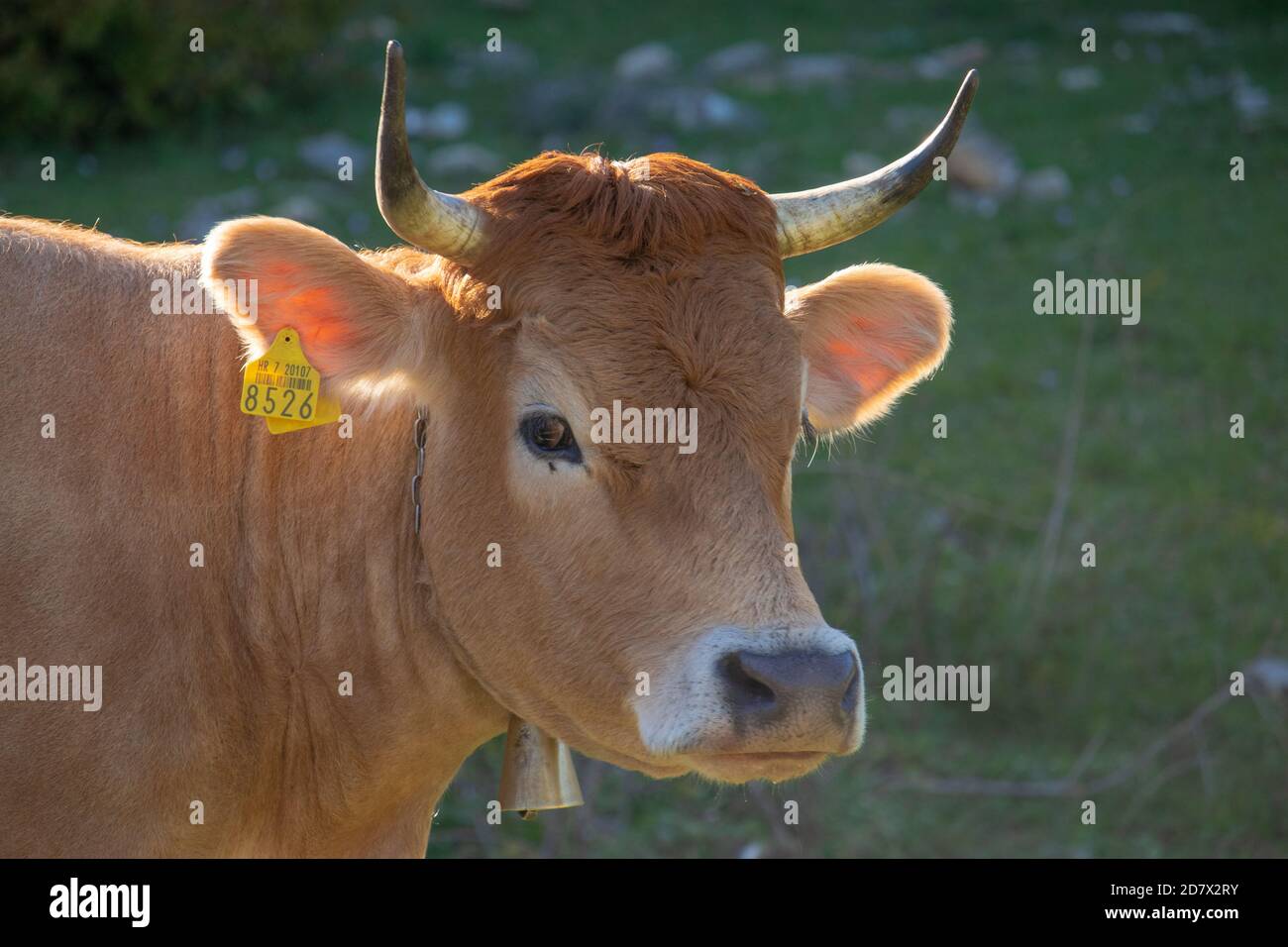 Collare da portare della mucca da latte immagini e fotografie stock ad ...