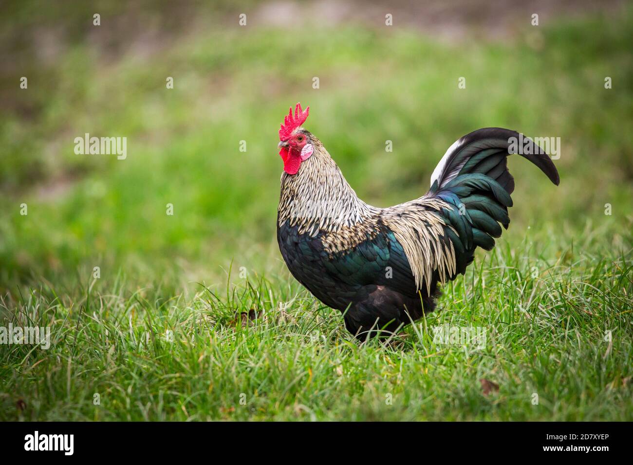 Gallo colorato immagini e fotografie stock ad alta risoluzione - Alamy