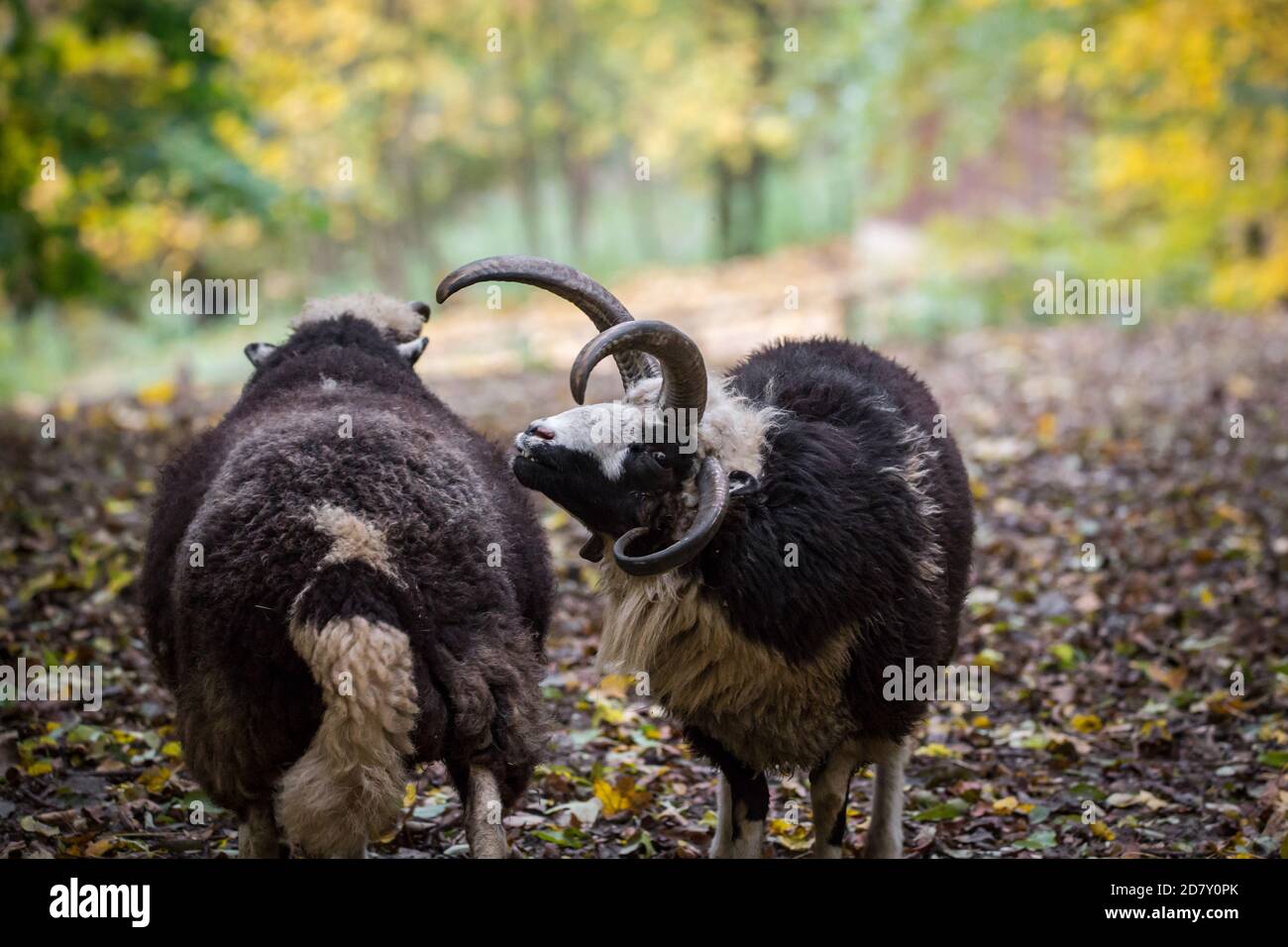 Pecore con le corna immagini e fotografie stock ad alta risoluzione - Alamy