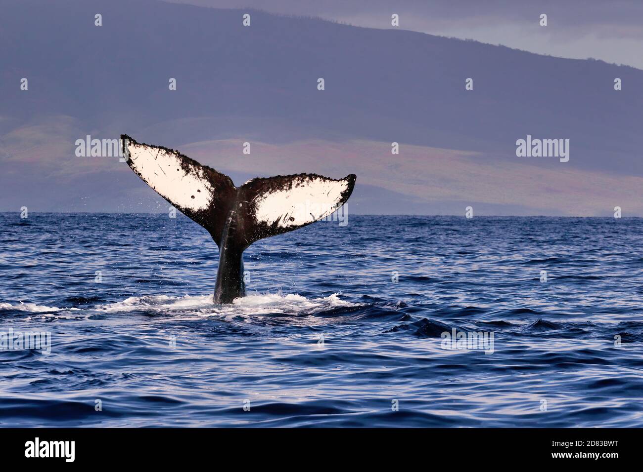 Balena Bianca Immagini e Fotos Stock - Alamy