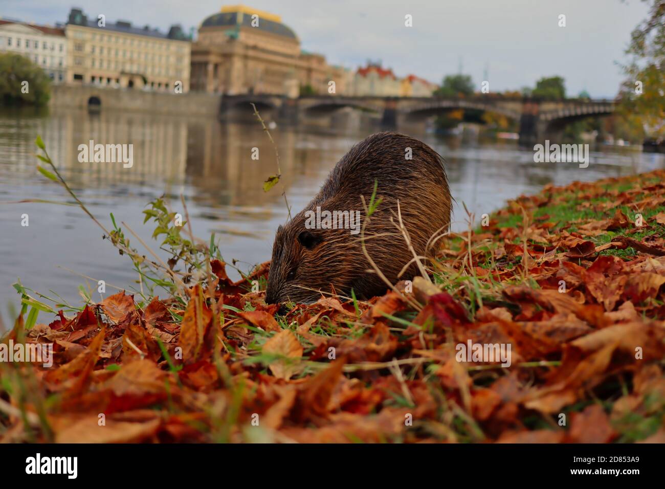 Fauna di praga immagini e fotografie stock ad alta risoluzione - Alamy