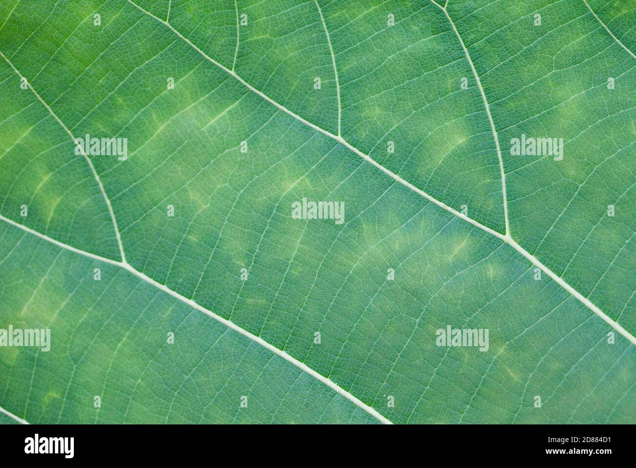 Textura de las venas de las hojas simétricas immagini e fotografie ...