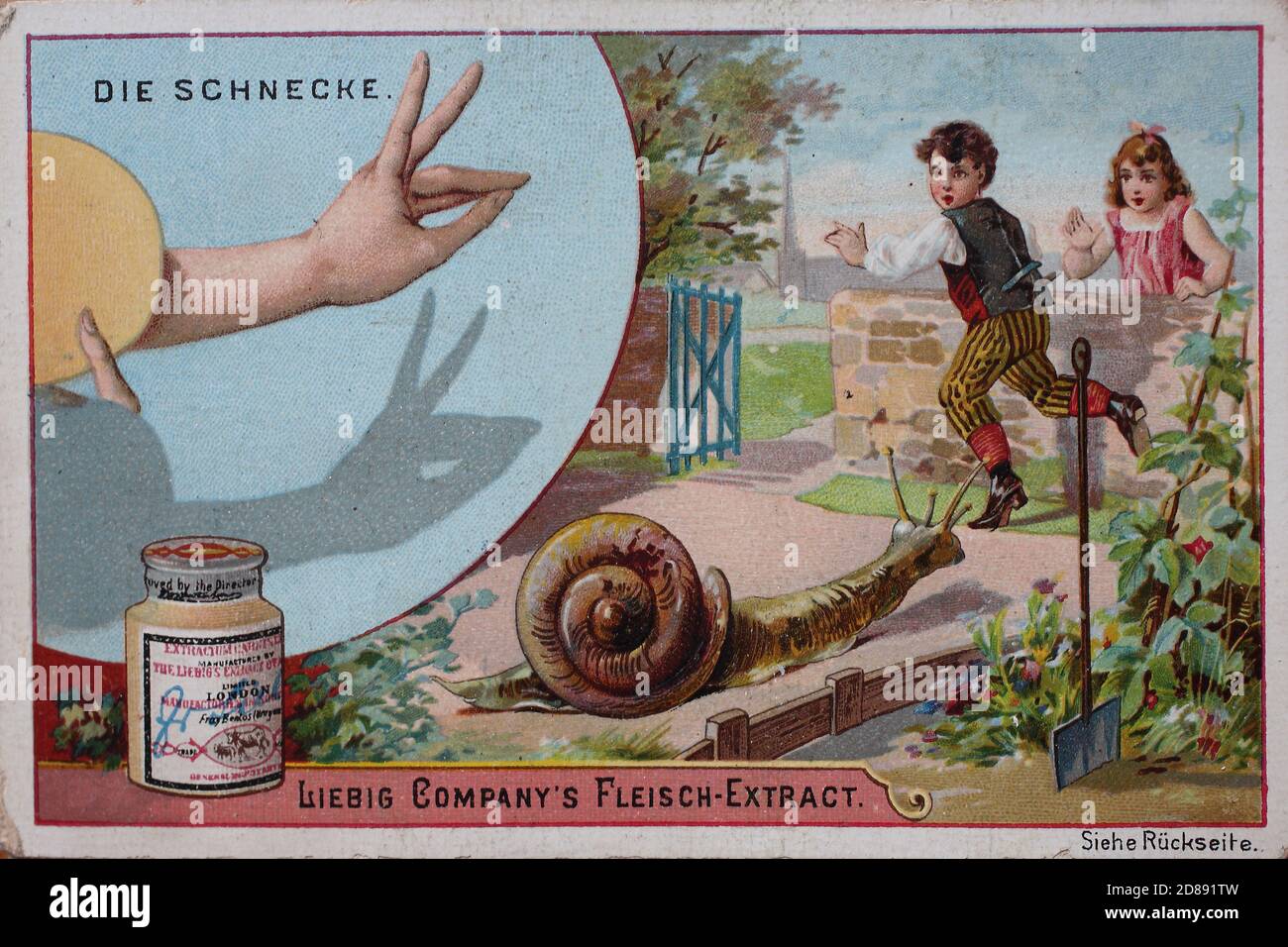 Die schnecke immagini e fotografie stock ad alta risoluzione - Alamy