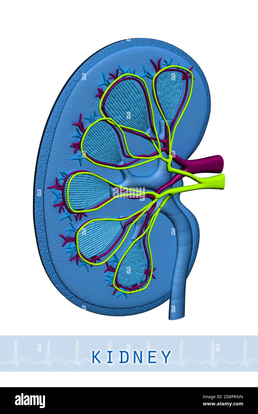 Anatomia dei reni e delle ghiandole surrenali Immagini senza sfondo e ...