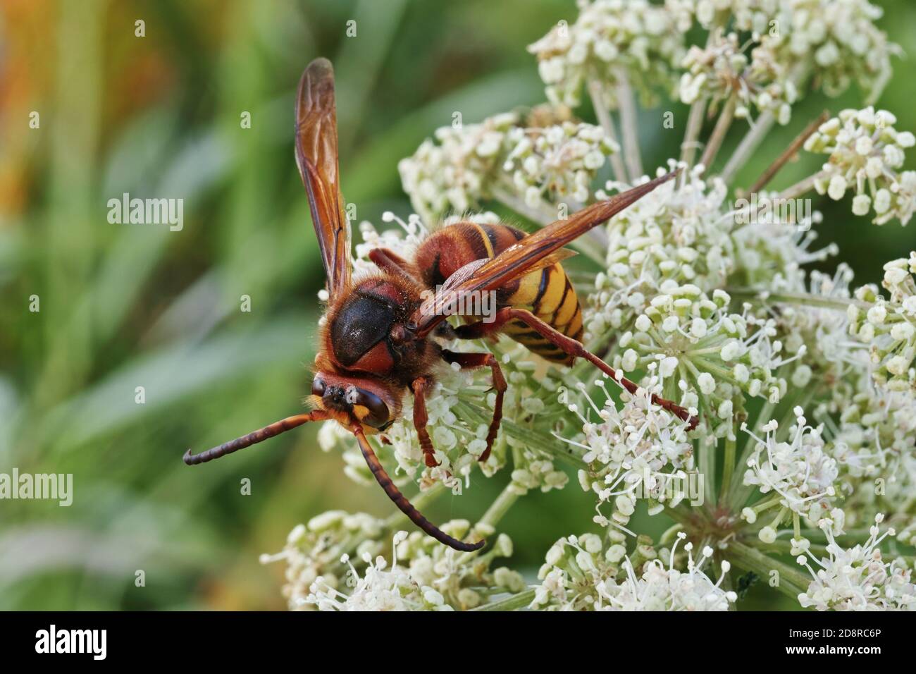 Calabrone diurno immagini e fotografie stock ad alta risoluzione - Alamy