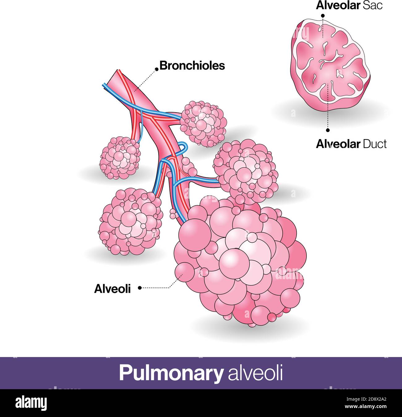 Alveoli Polmonari Immagini e Fotos Stock - Alamy