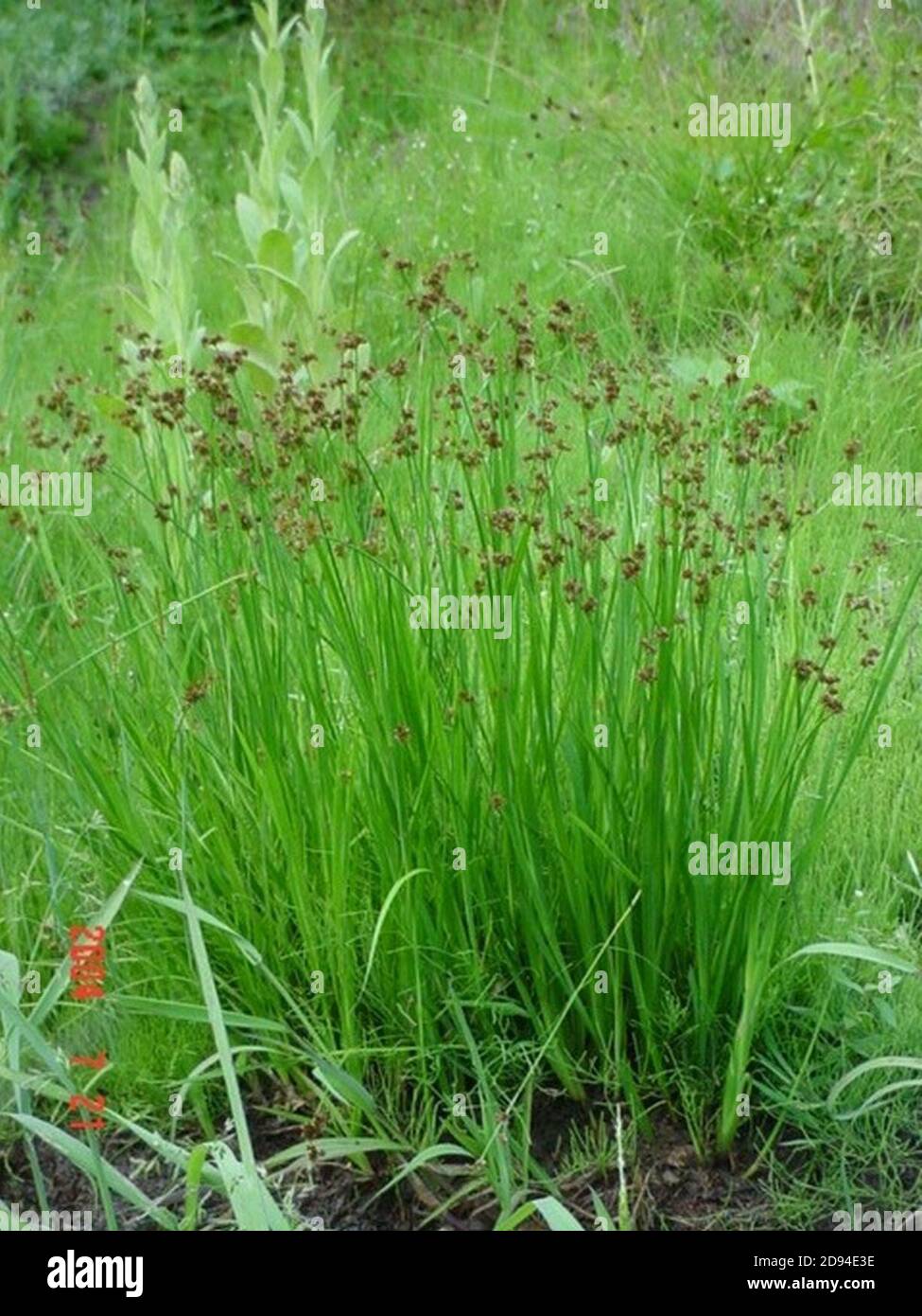 Juncus ensifolius immagini e fotografie stock ad alta risoluzione - Alamy