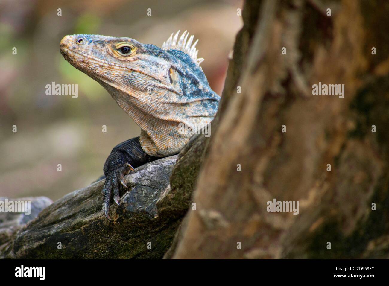 Historia natural de la ballena negra immagini e fotografie stock ad ...