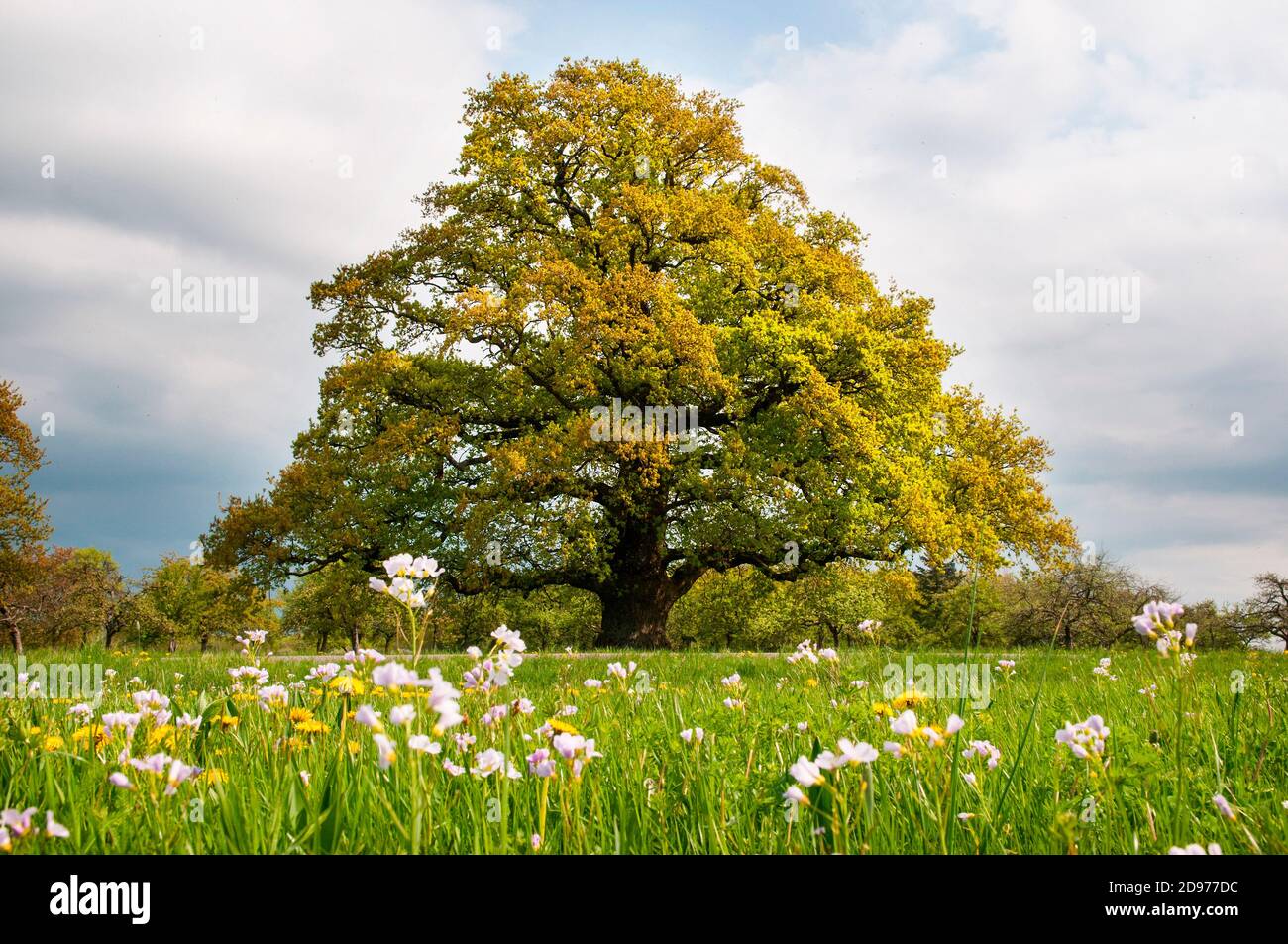 Quercus Sessiliflora Immagini e Fotos Stock - Alamy