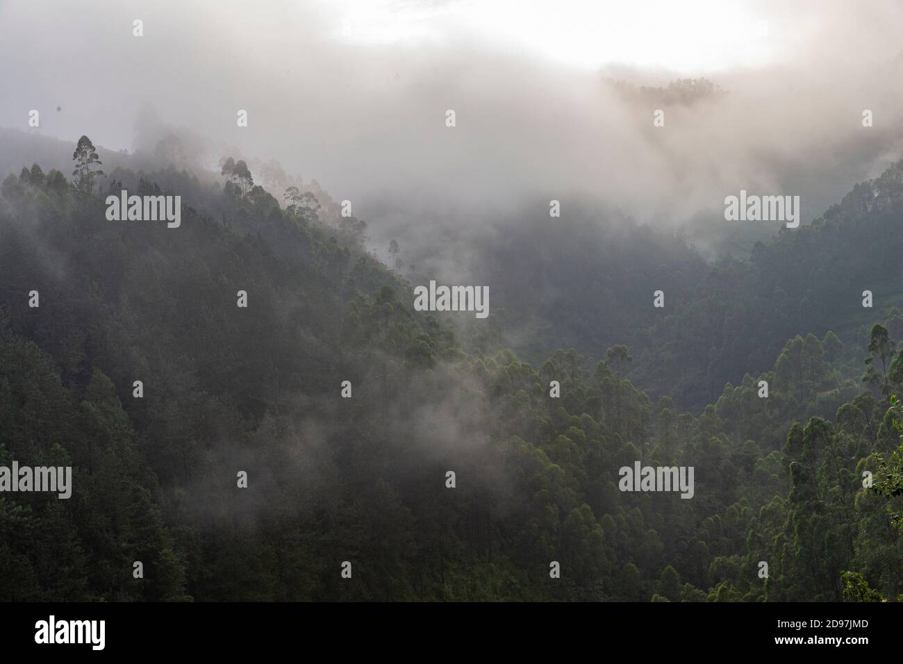 Foresta Pluviale Primaria Immagini e Fotos Stock - Alamy