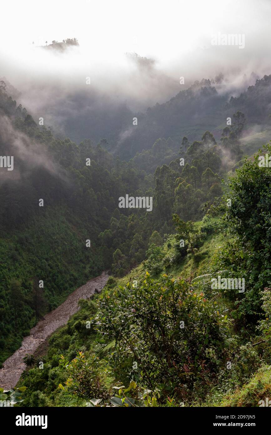 Foresta Pluviale Primaria Immagini e Fotos Stock - Alamy