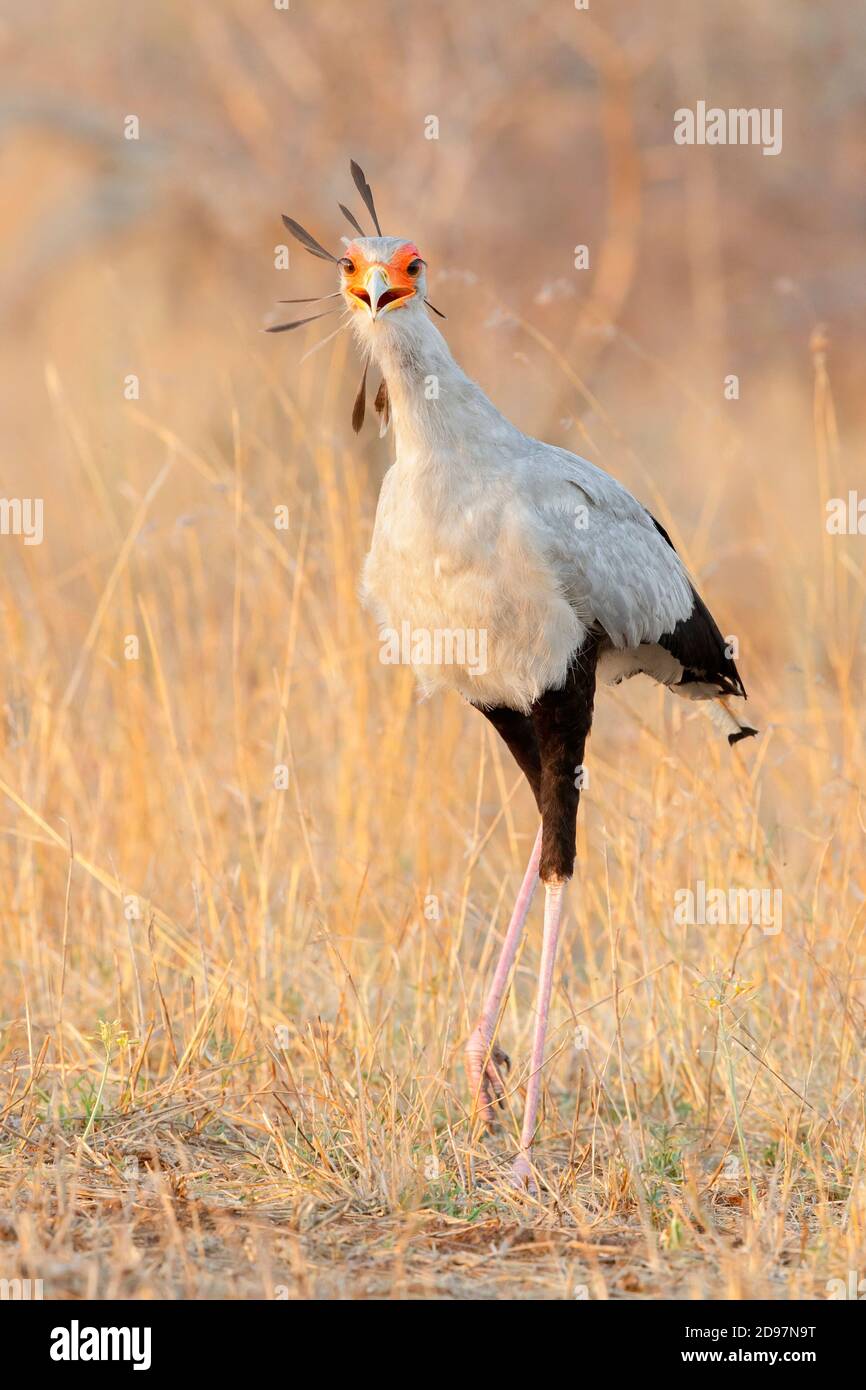 Serpentario serpentario immagini e fotografie stock ad alta risoluzione ...