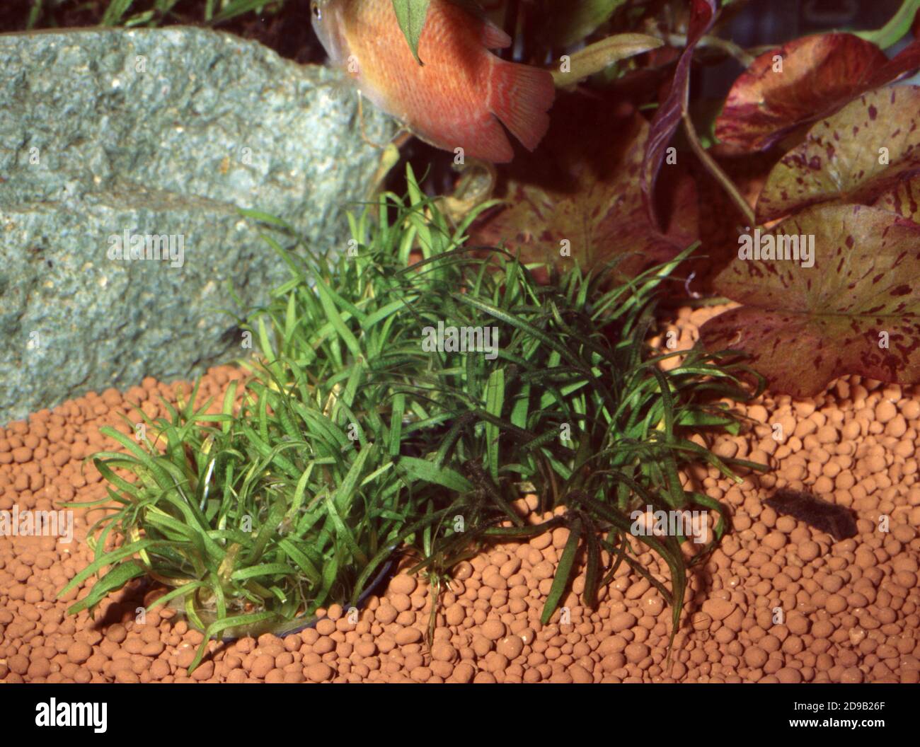 Pianta di spada amazzonica immagini e fotografie stock ad alta ...