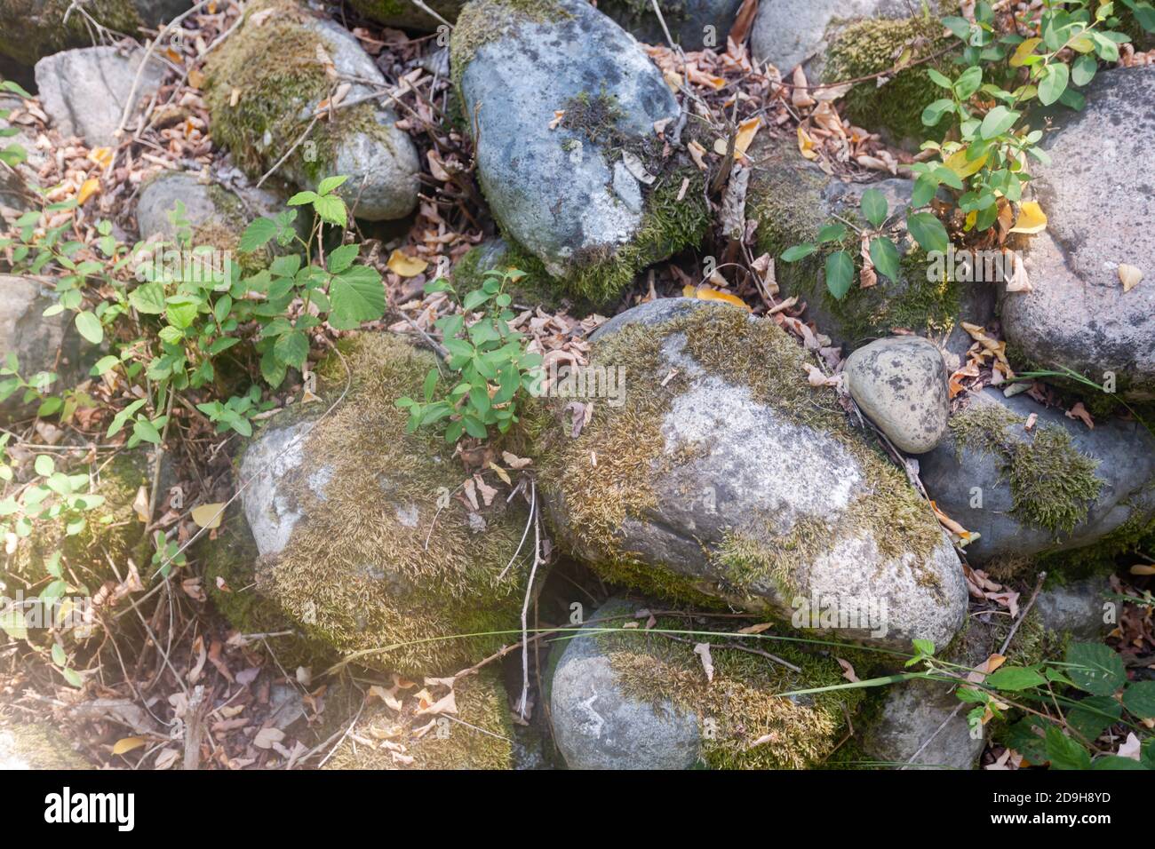 Schiena ricoperta di muschio immagini e fotografie stock ad alta ...