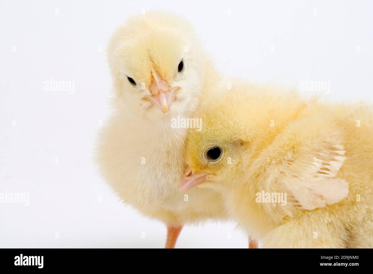 Gallina con pulcini su sfondo bianco immagini e fotografie stock ad ...