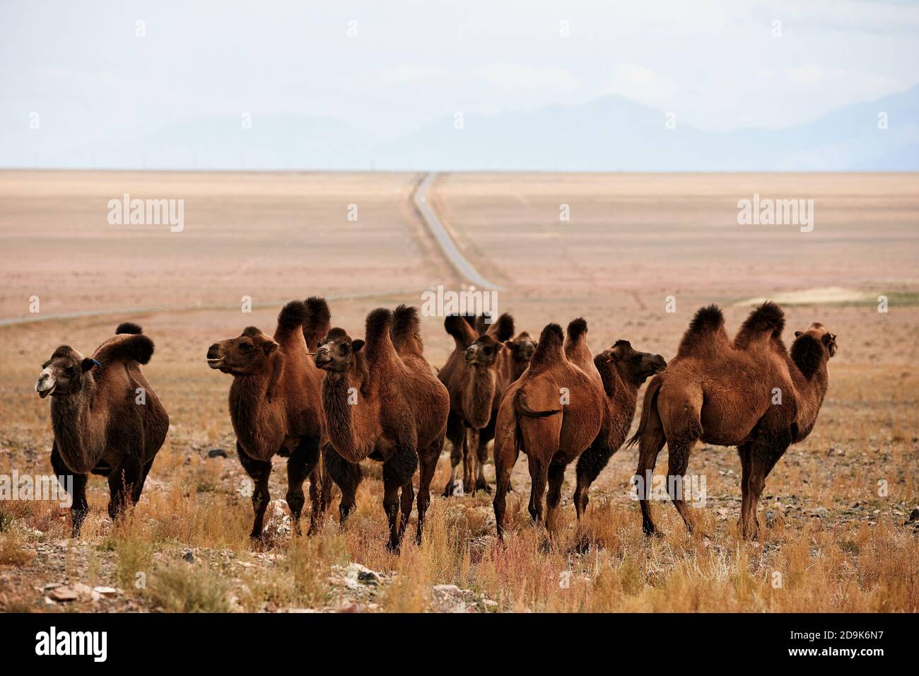Sfondo Cammello Immagini e Fotos Stock - Alamy