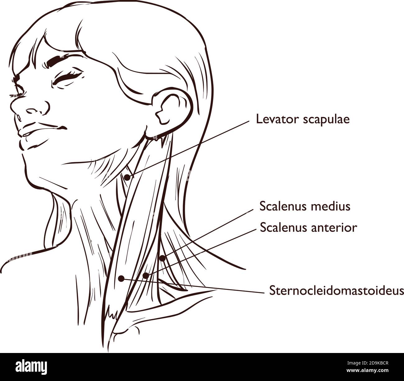 Anatomia umana muscoli Immagini Vettoriali Stock - Pagina 3 - Alamy